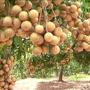 Kath Lichu (কাঠলিচু) 1Kg | EgHUT